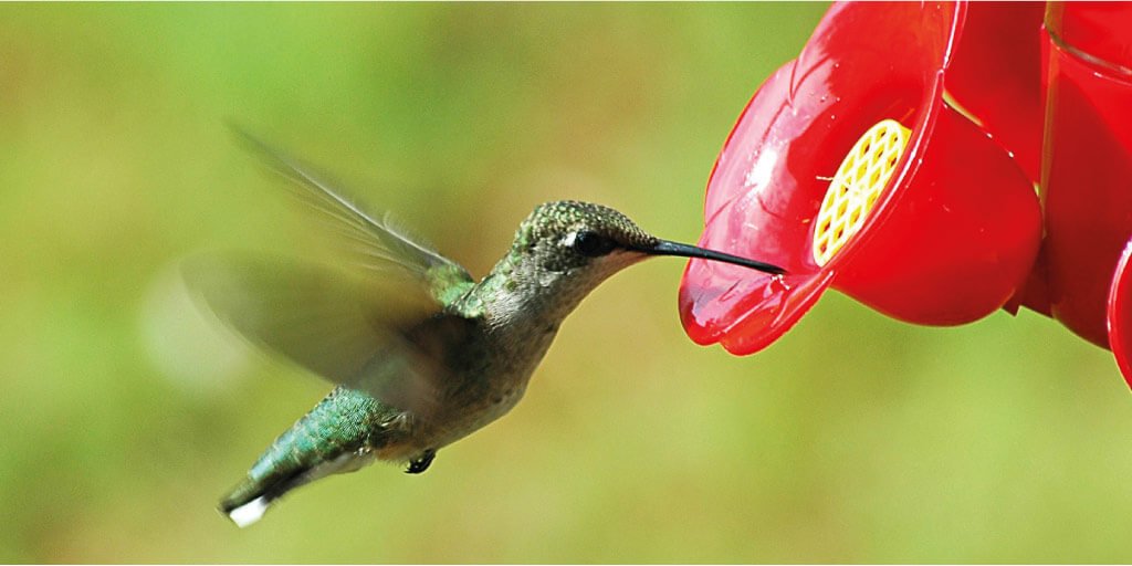Medición del contenido de azúcar en el néctar para colibrí » HANNA ...